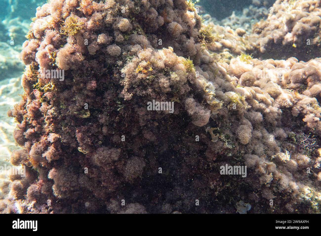 Underwater plants and algae growing on rocks near sea surface ...