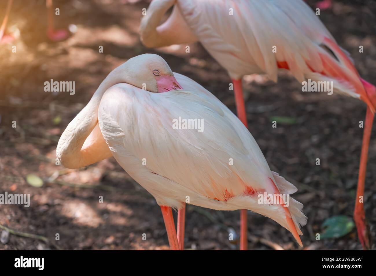Pink flamingo sleeps with half his head on his body and feathers Stock ...