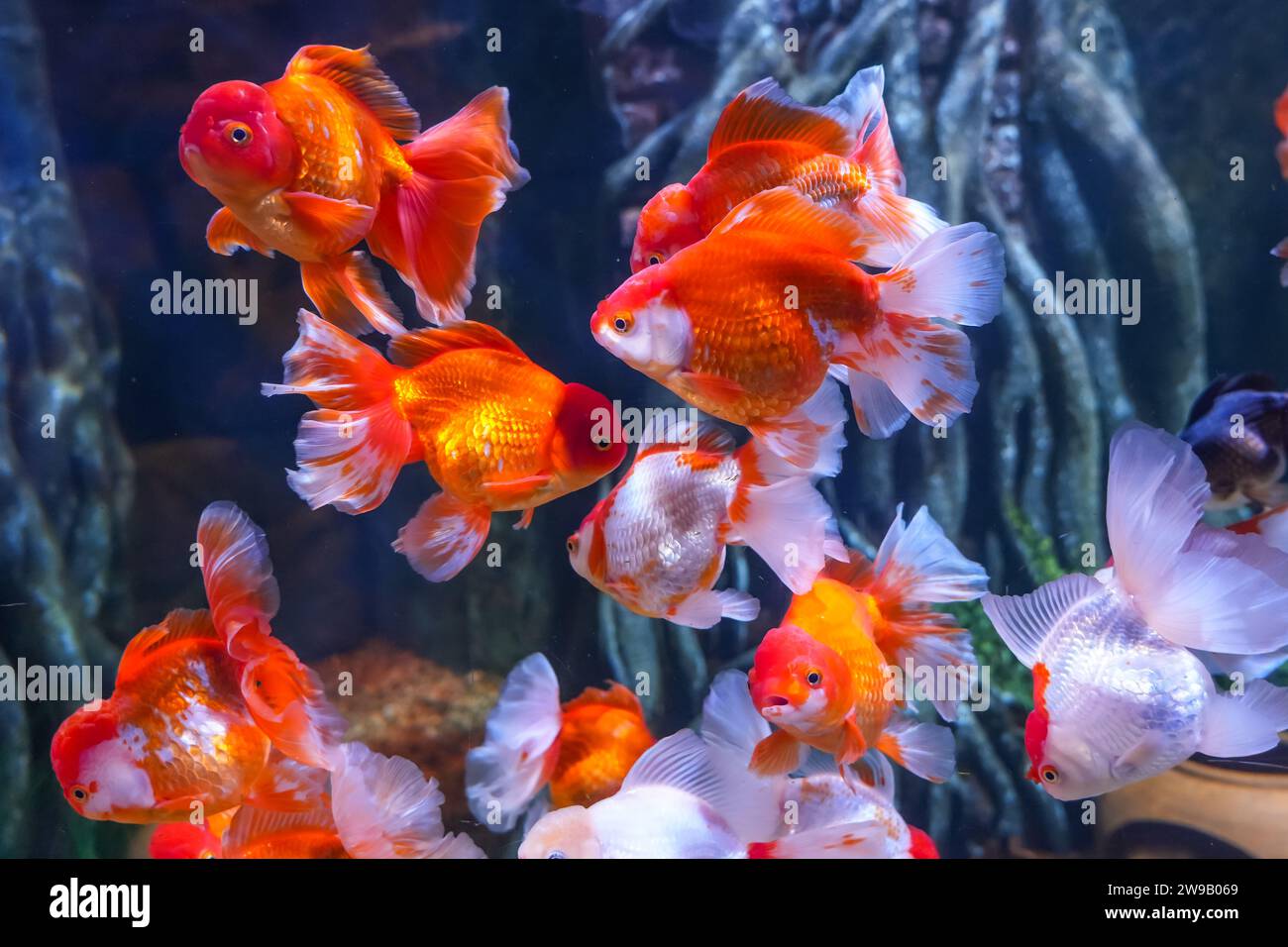 Flock of large goldfish white spots in a large aquarium Stock Photo - Alamy