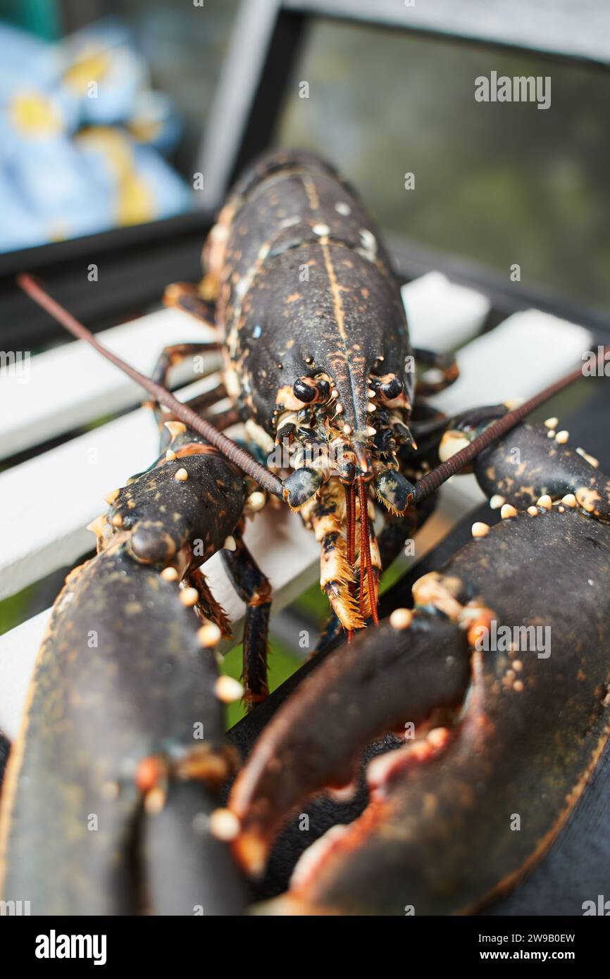 Lobster lubrigante, raw with black caviar isolated Stock Photo - Alamy