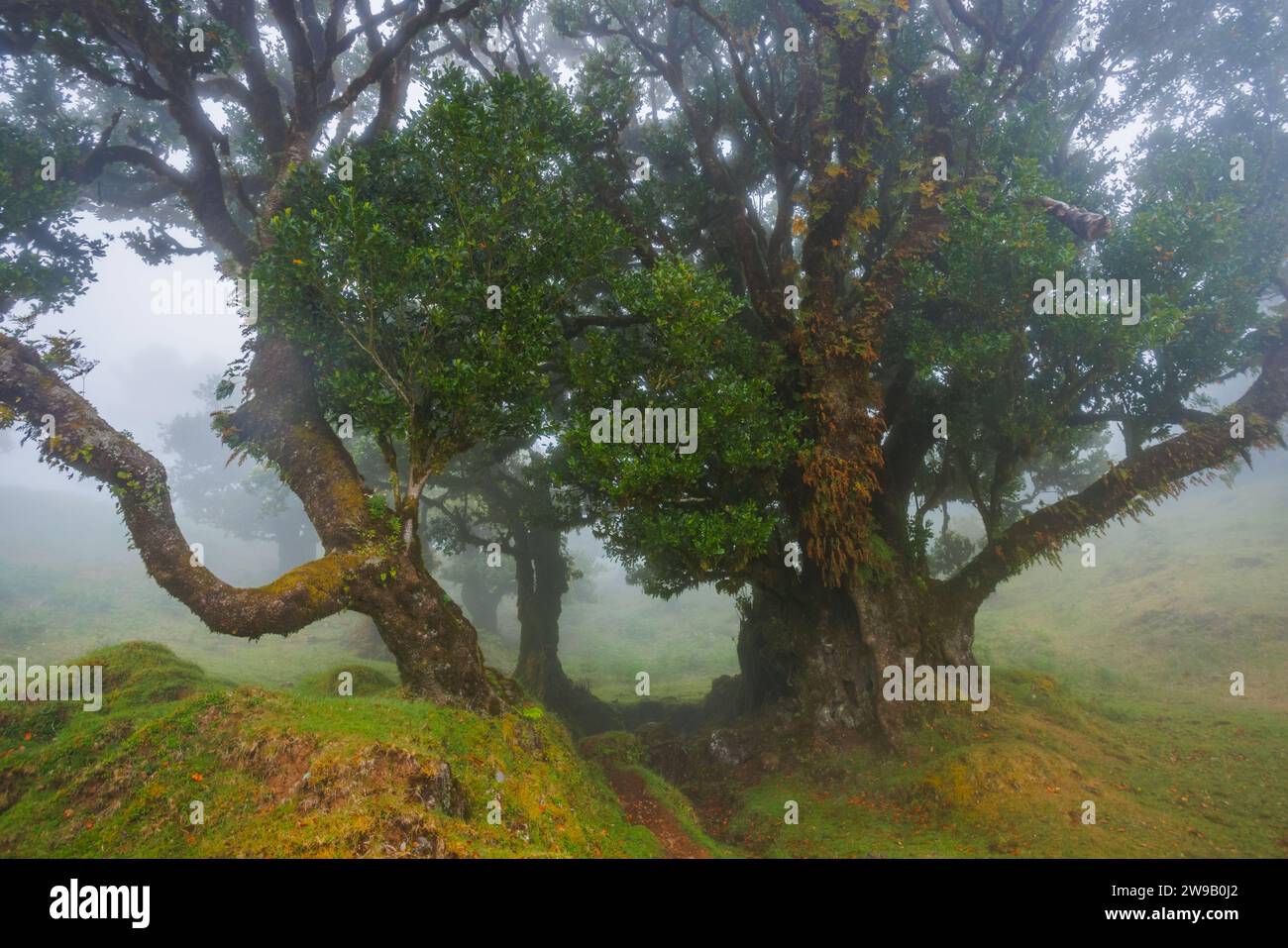 Fanal forest , old mystical tree in Madeira island, Unesco Stock Photo ...