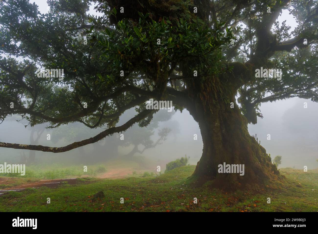 Fanal forest , old mystical tree in Madeira island, Unesco Stock Photo ...