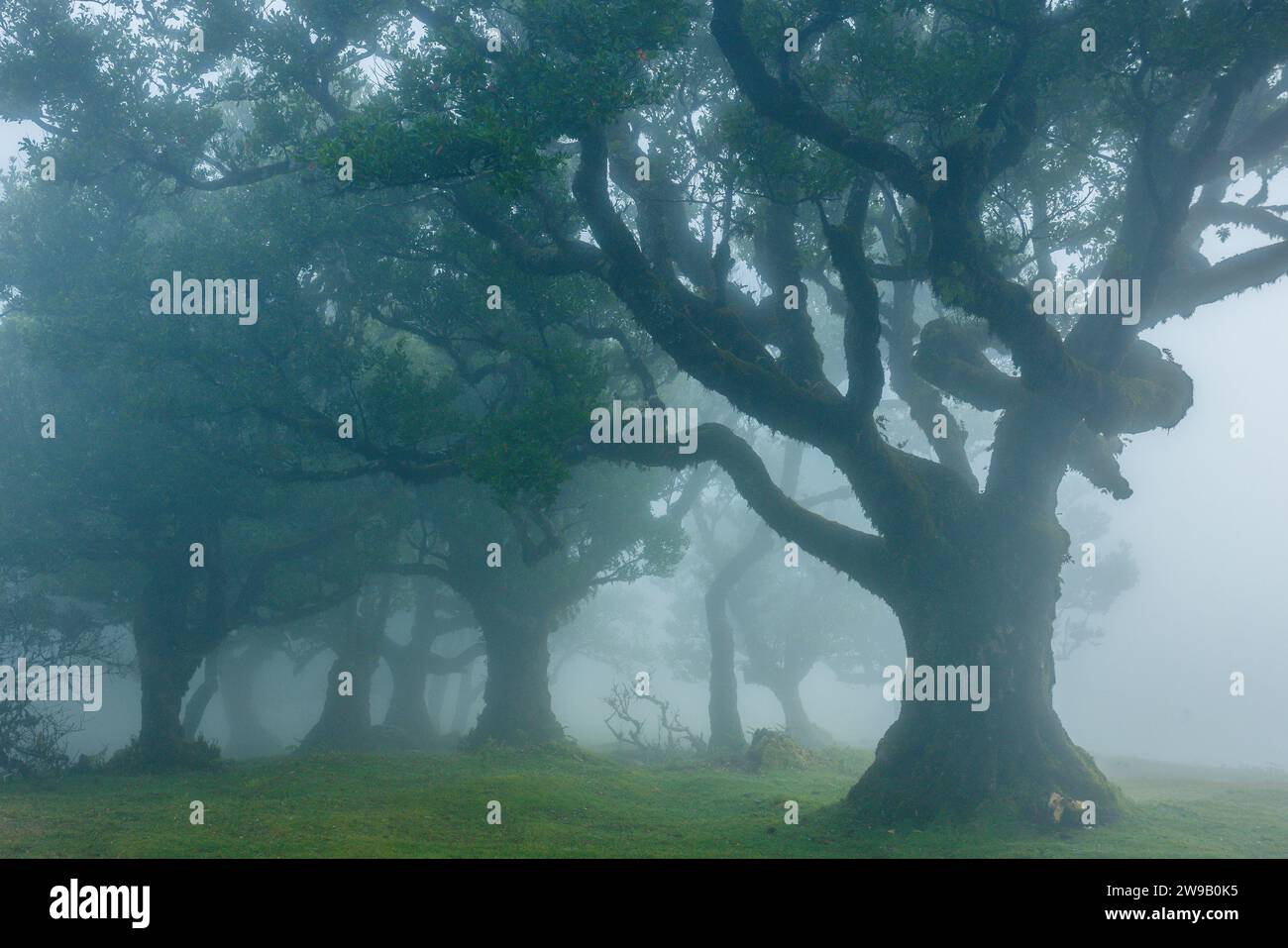 Fanal forest , old mystical tree in Madeira island, Unesco Stock Photo ...