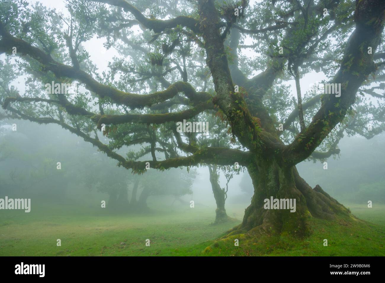 Fanal forest , old mystical tree in Madeira island, Unesco Stock Photo ...