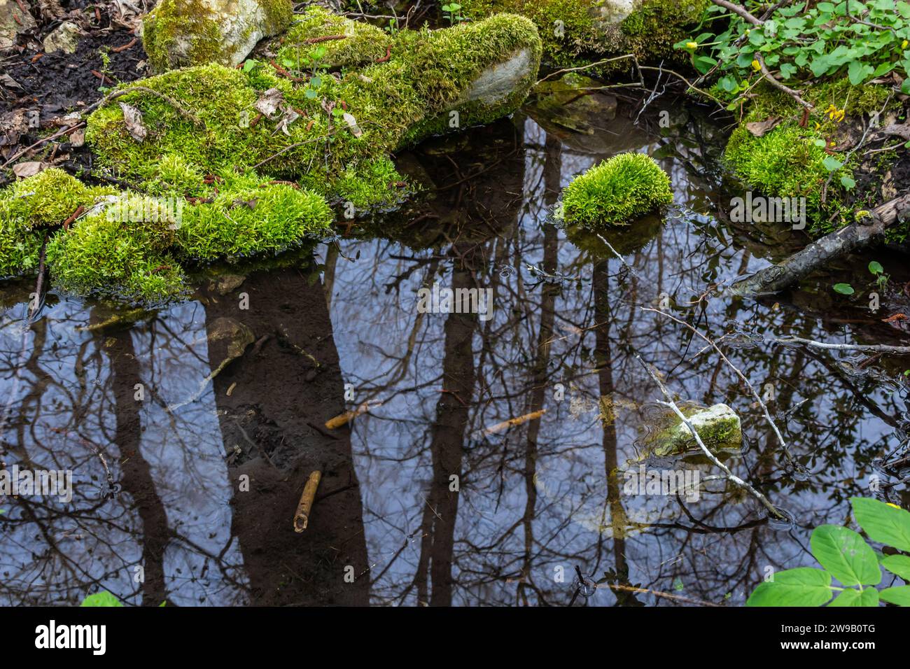 River in a forest park. Plants, moss, green grass. Reflections on water ...