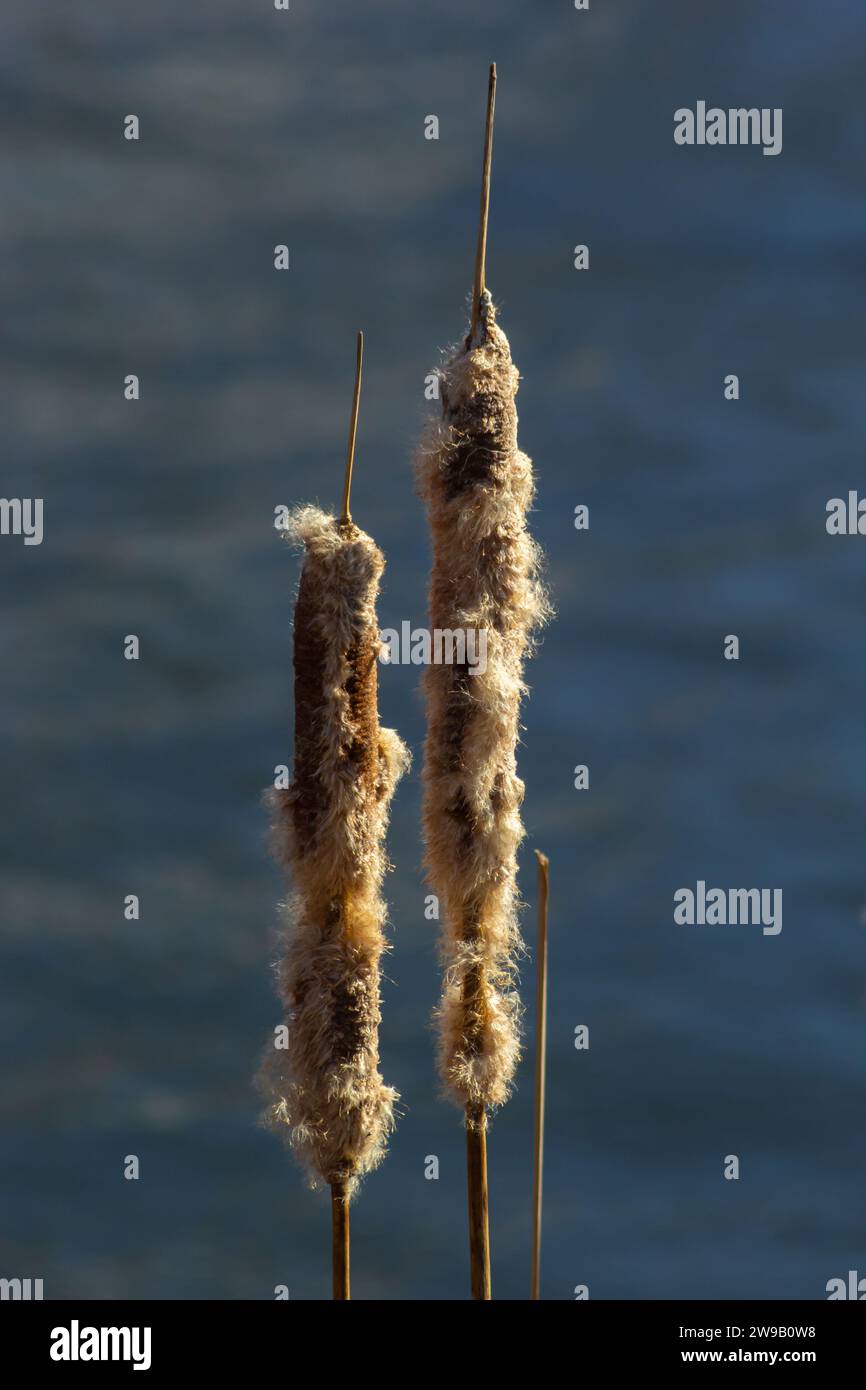Cattails bulrush Typha latifolia beside river. Closeup of blooming ...