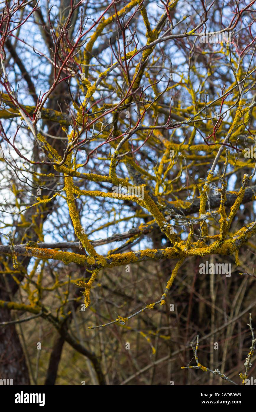 Xanthoria parietina common orange lichen, yellow scale, maritime ...