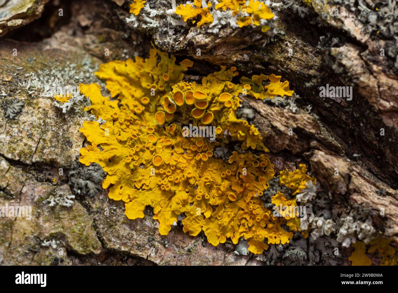 Xanthoria parietina common orange lichen, yellow scale, maritime ...