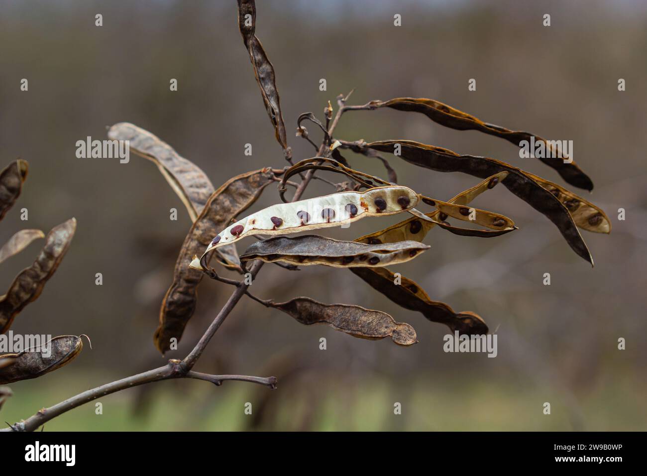Black locust seeds hanging and dry so that the black seed fall out ...