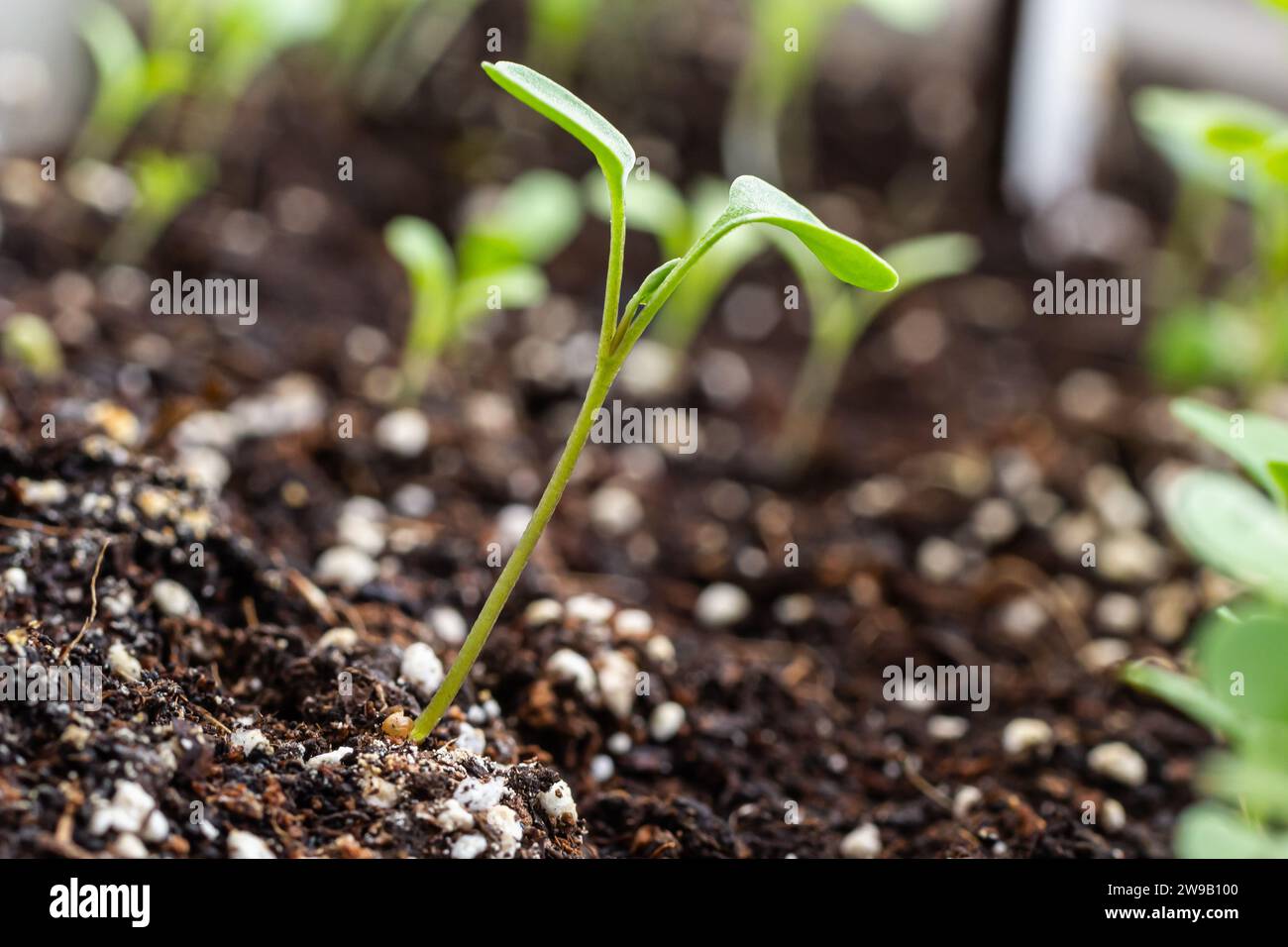 Top view of young plants seedlings in soil. Seedlings are prepared ...