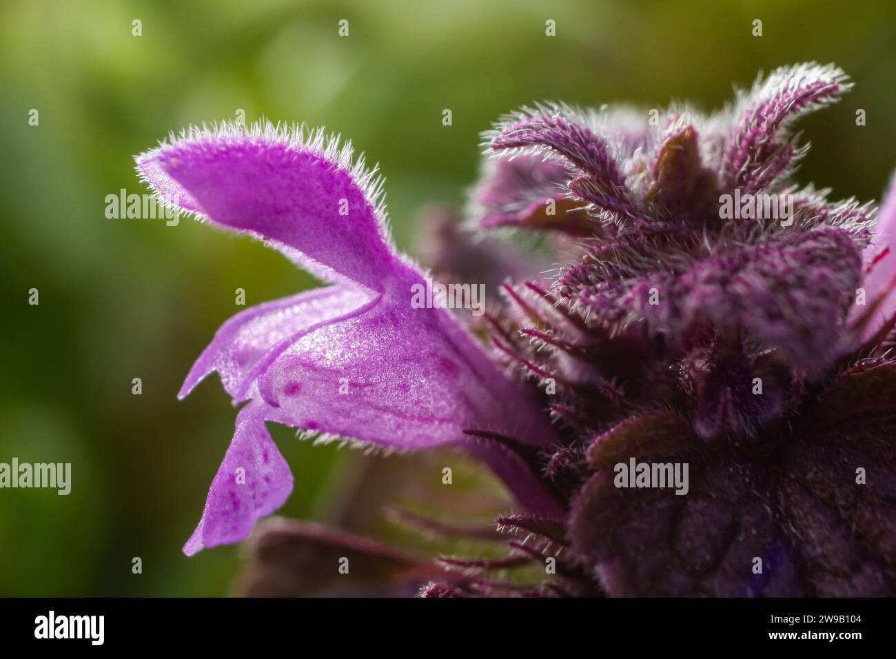 Deaf nettle blooming in a forest, Lamium purpureum. Spring purple ...