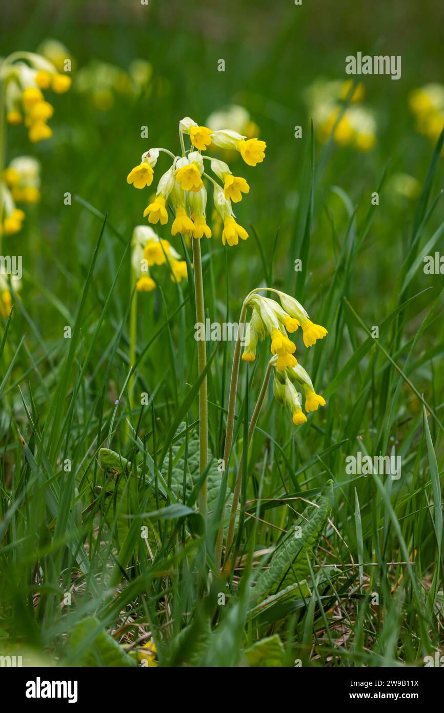 Yellow Primula veris cowslip, common cowslip, cowslip primrose on soft ...