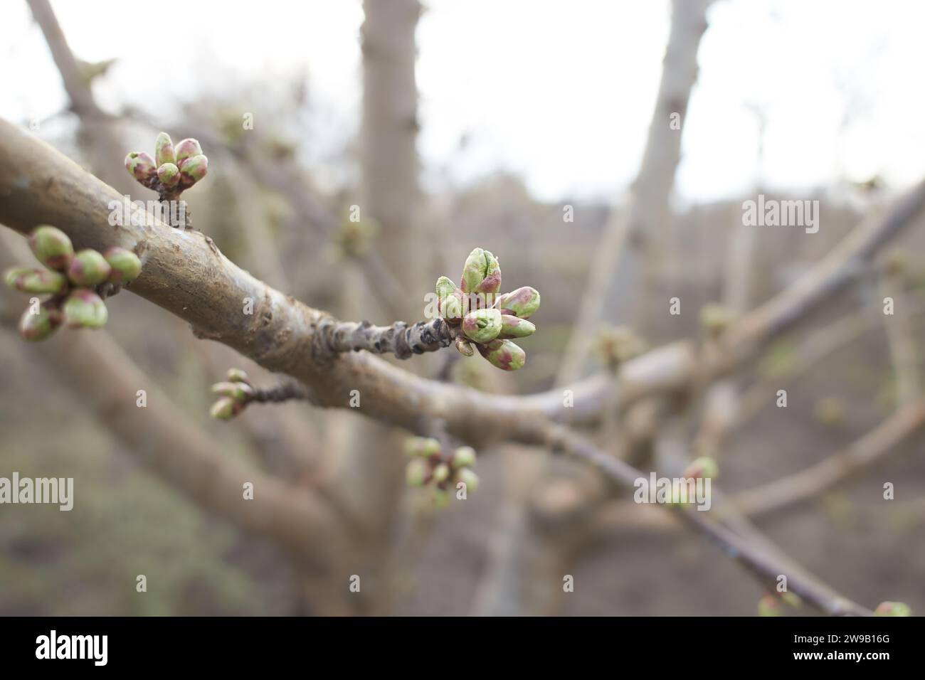 Cherry tree buds close up. Lots of buds of the fruit tree. Sunlight ...