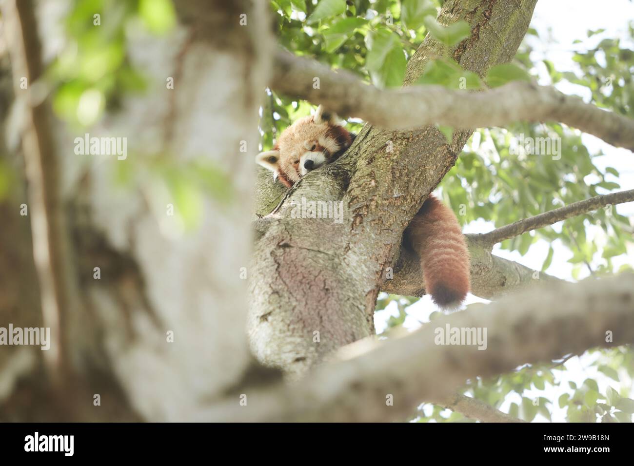 Red panda napping on a branch tree in the Zoo Stock Photo - Alamy