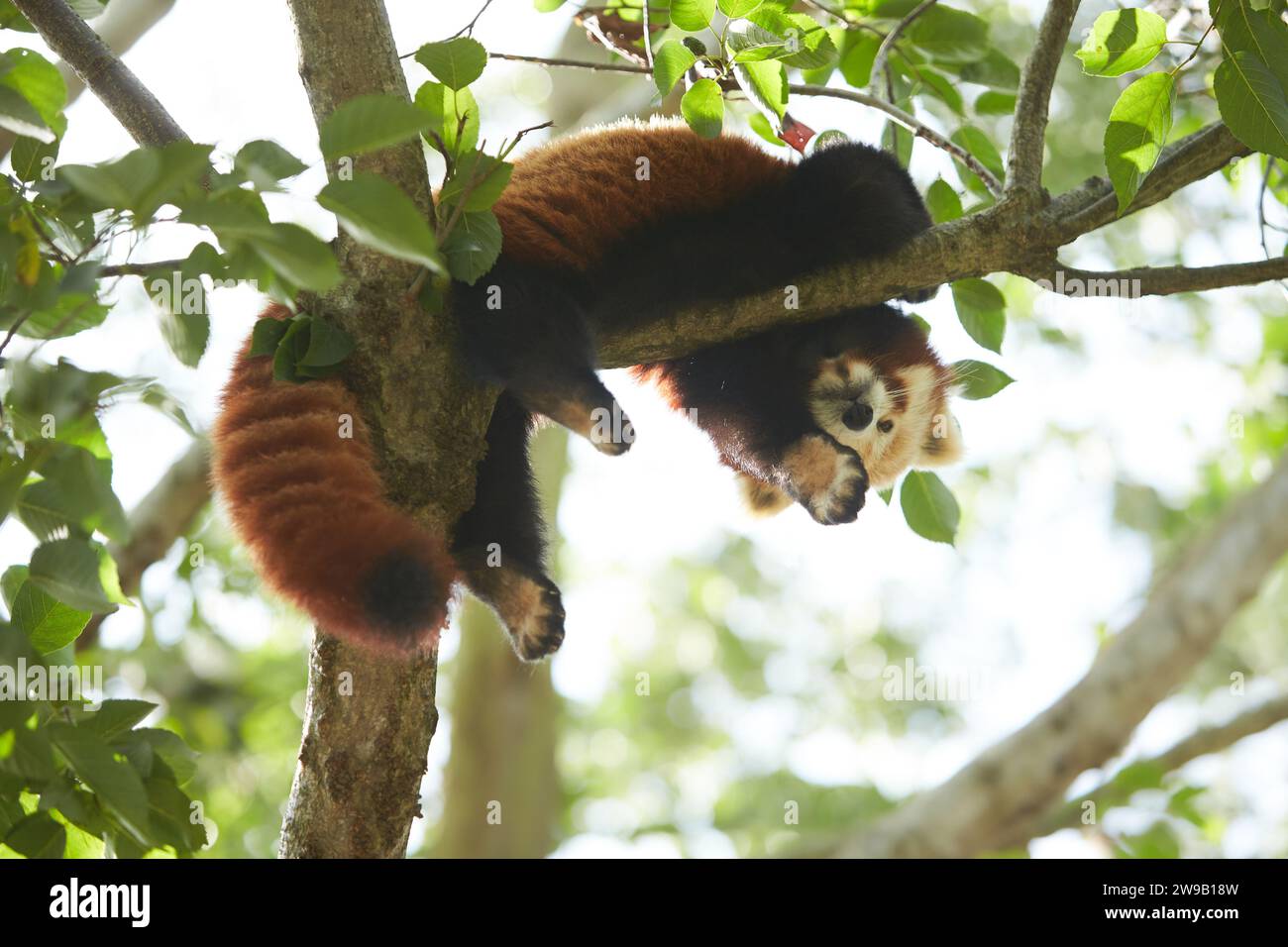 Red panda napping on a branch tree in the Zoo Stock Photo - Alamy