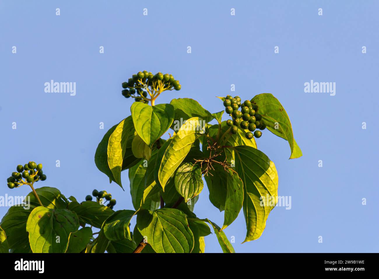 Dogwood berries - Cornus sanguinea Calcareous scrub bush Stock Photo ...