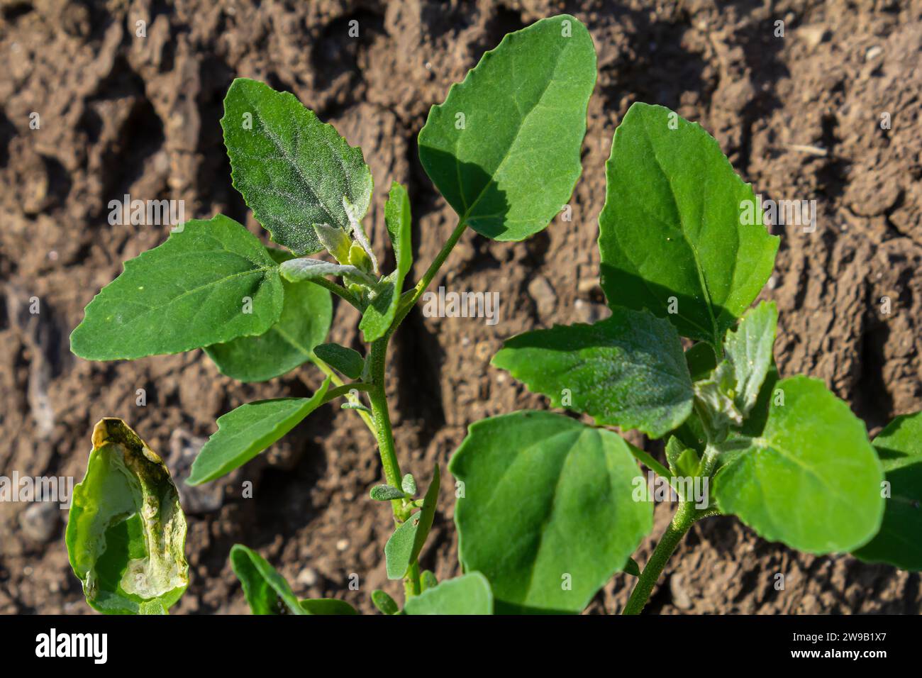 Chenopodium album, edible plant, common names include lamb's quarters ...