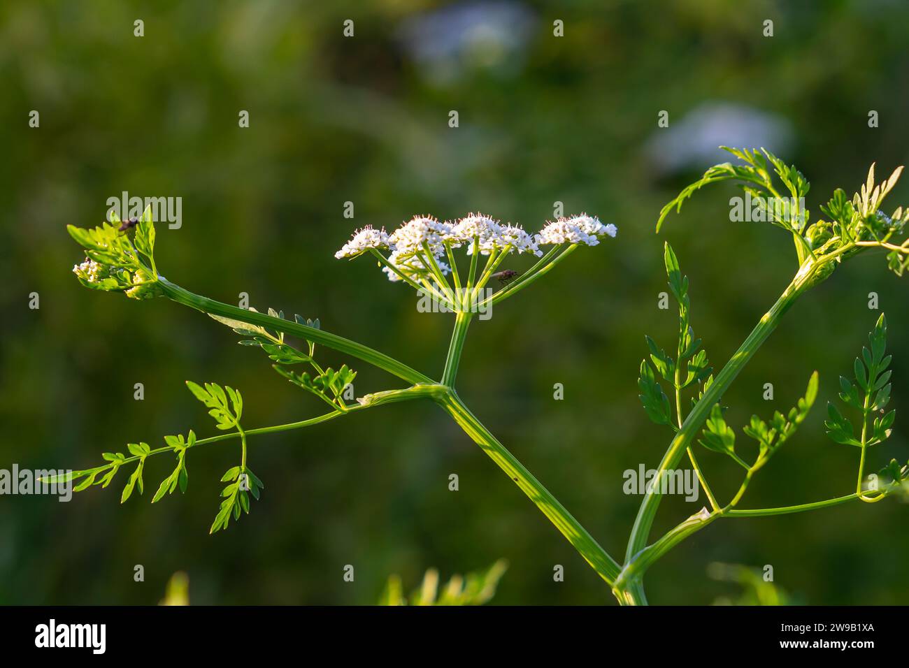Conium maculatum, colloquially known as hemlock, poison hemlock or wild ...