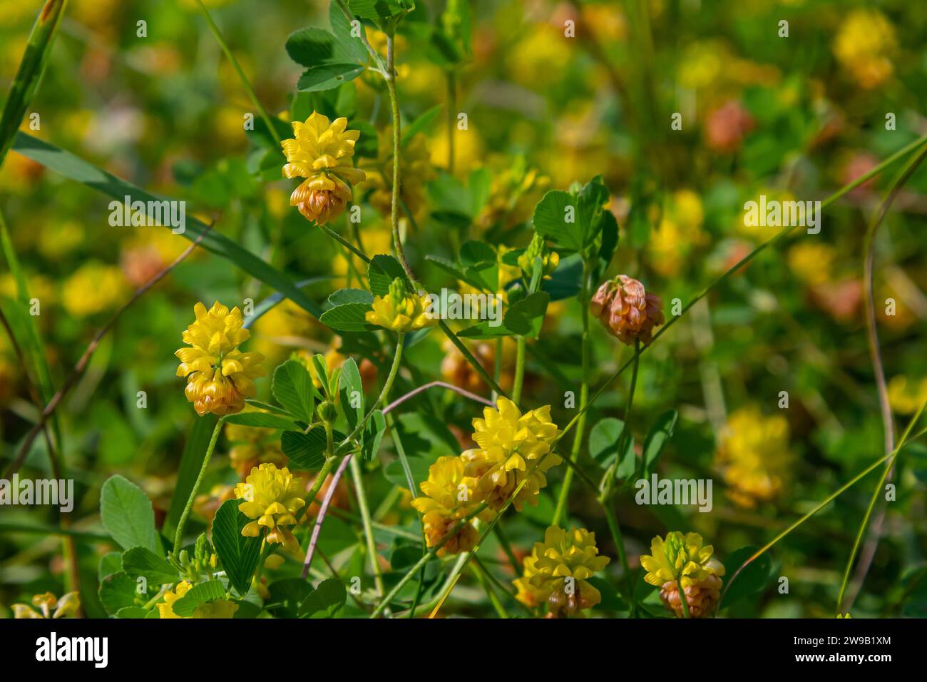 Yellow flowers of the clover. Close up Stock Photo - Alamy