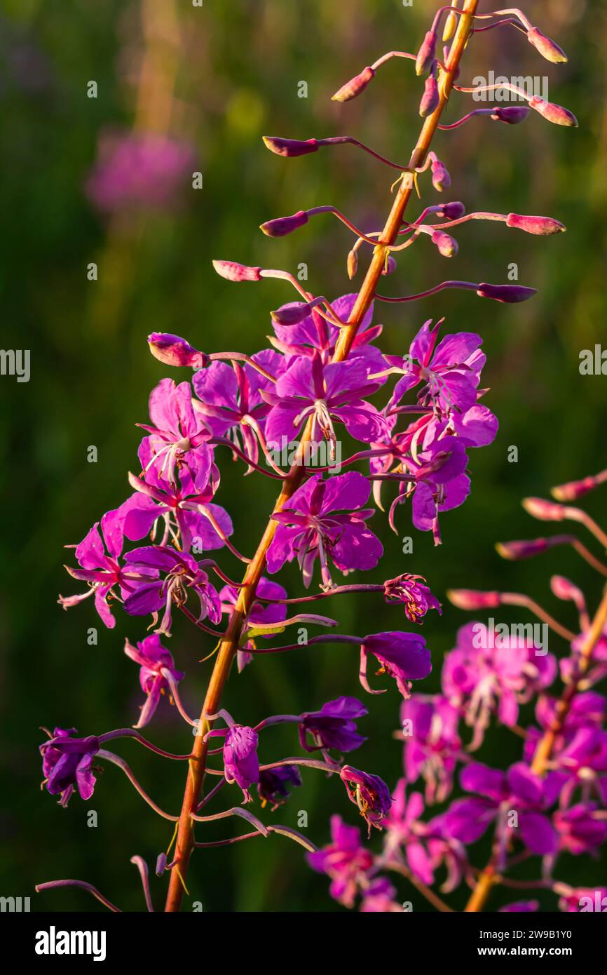 Wonderful flowering fireweed Chamaenerion angustifolium highlighted by ...