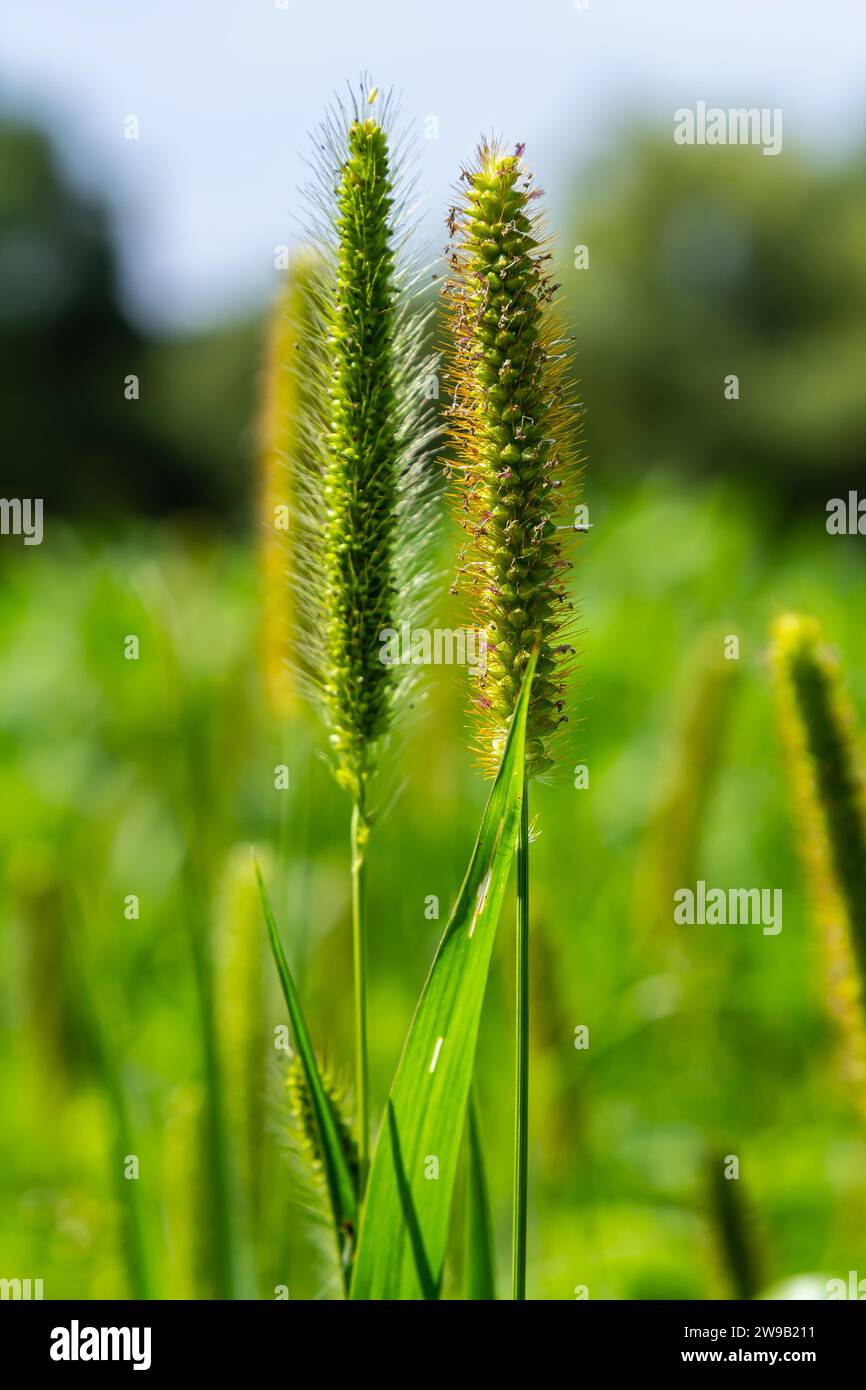 Setaria viridis hi-res stock photography and images - Alamy