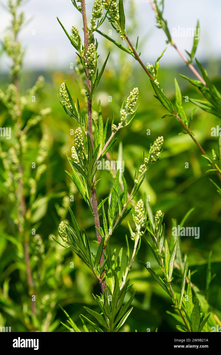Chenopodium album, edible plant, common names include lamb's quarters ...