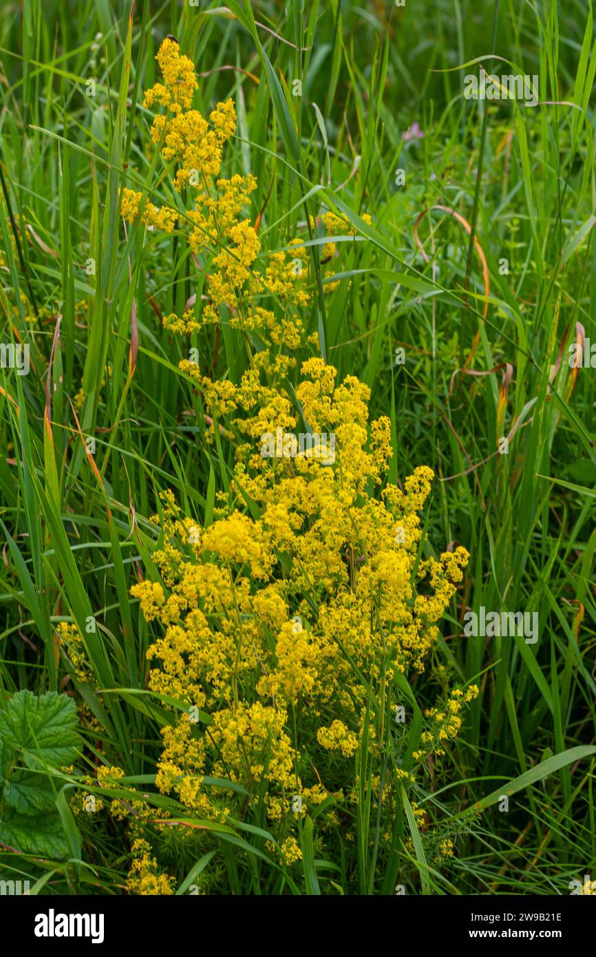 Galium verum, lady's bedstraw or yellow bedstraw low scrambling plant ...