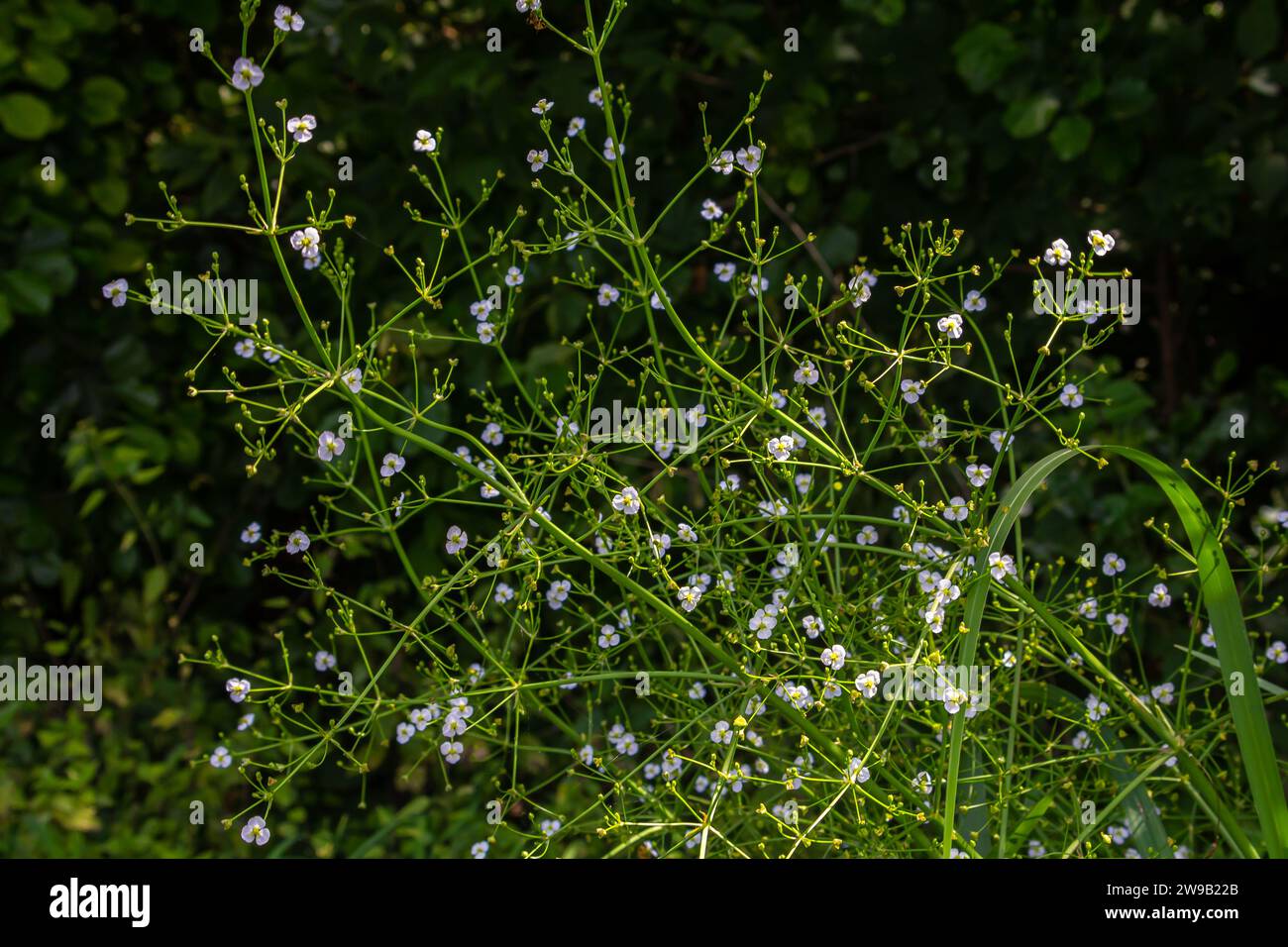 Phreatophyte. American water plantain Alisma plantago-aquatica in ...