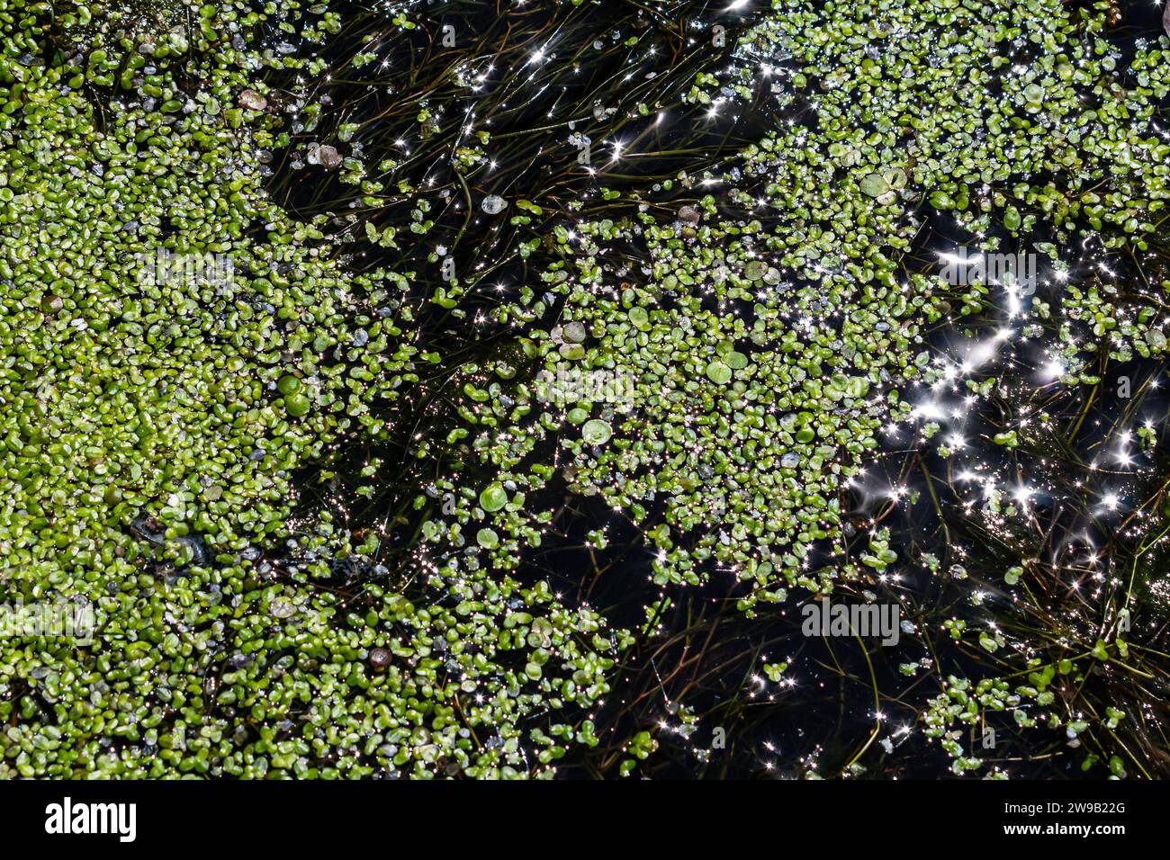 Duckweed - Cultivation of duckweed. Lemna trisulca Stock Photo - Alamy