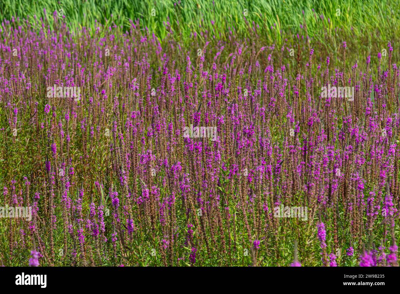 Purple loosestrife Lythrum salicaria inflorescence. Flower spike of ...