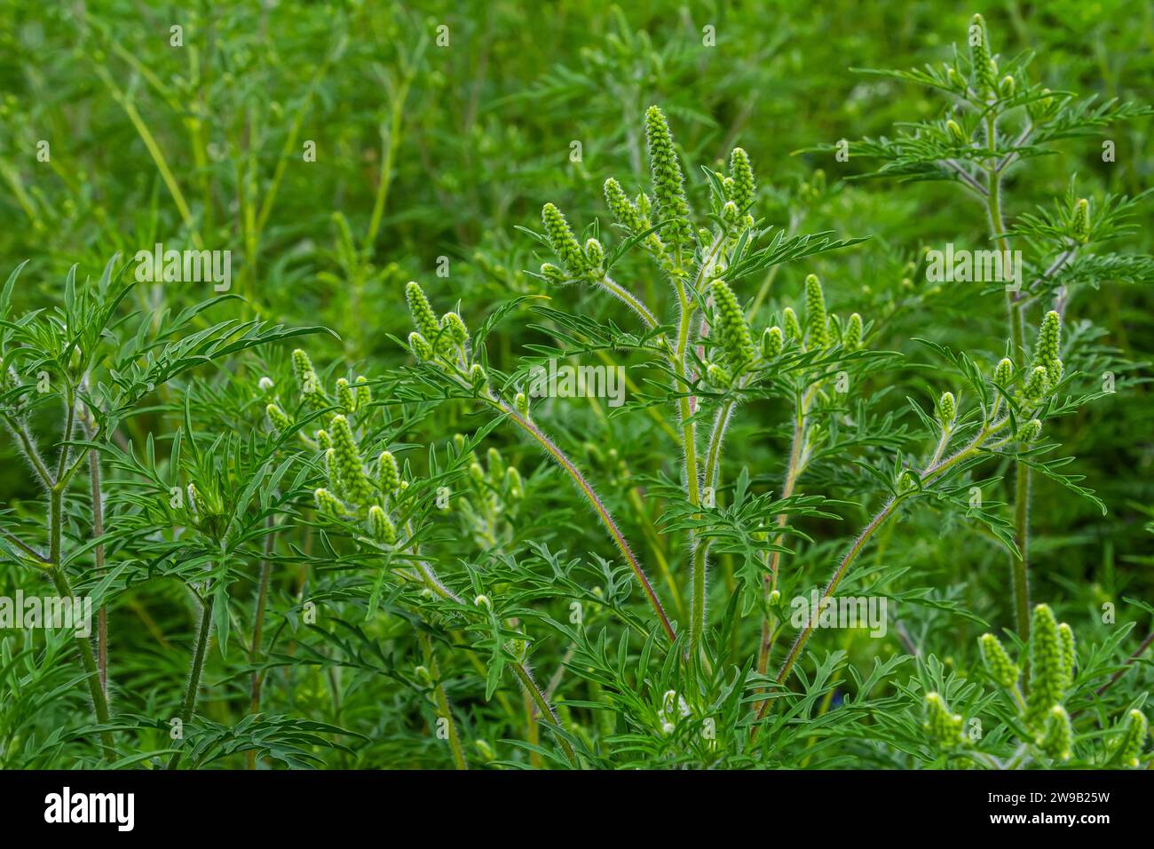 Flower of a common ragweed, Ambrosia artemisiifolia Stock Photo - Alamy