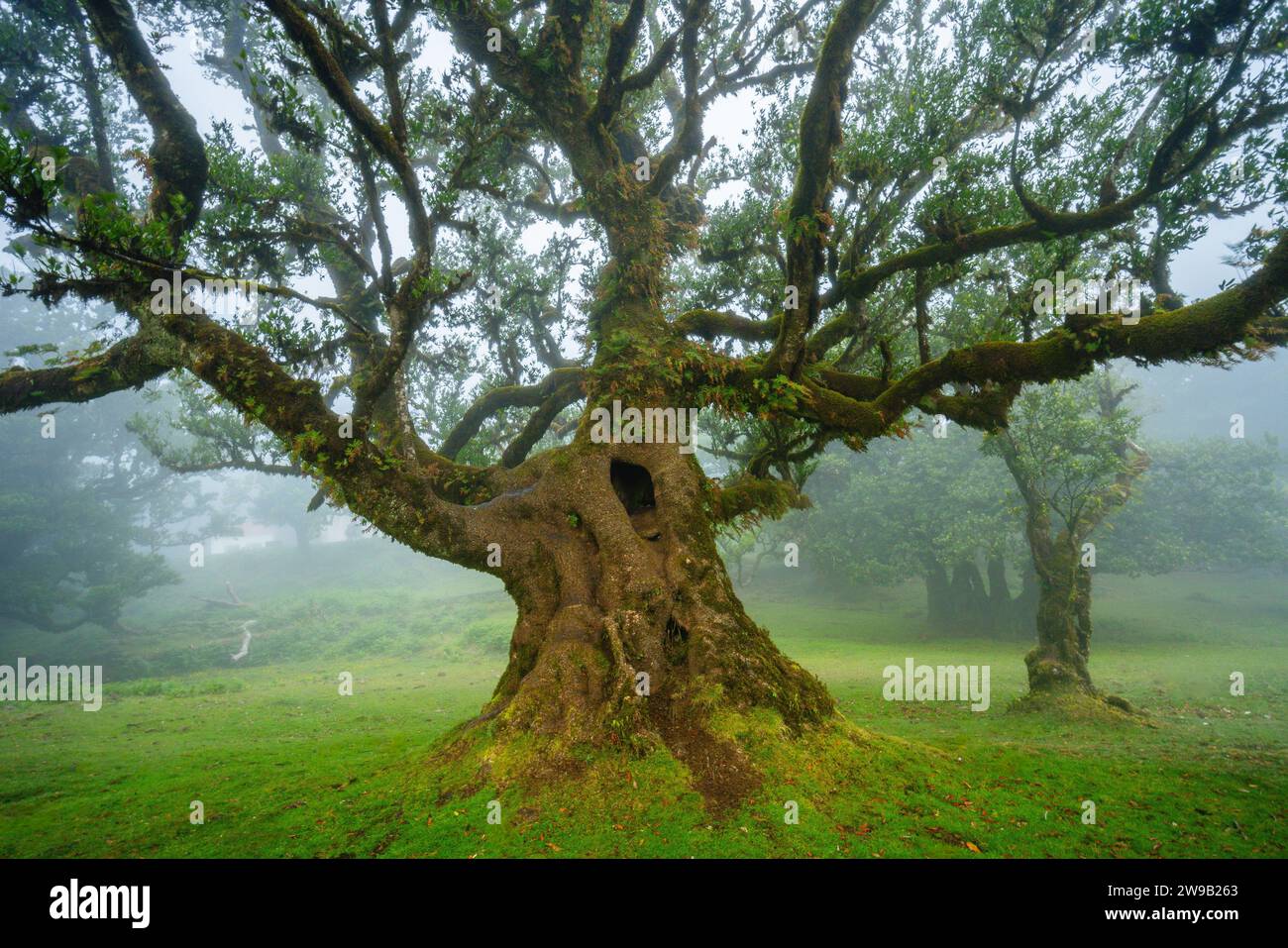 Fanal forest , old mystical tree in Madeira island, Unesco Stock Photo ...