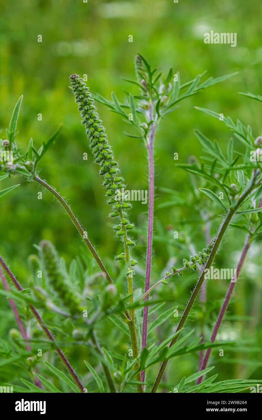 Flower of a common ragweed, Ambrosia artemisiifolia Stock Photo - Alamy