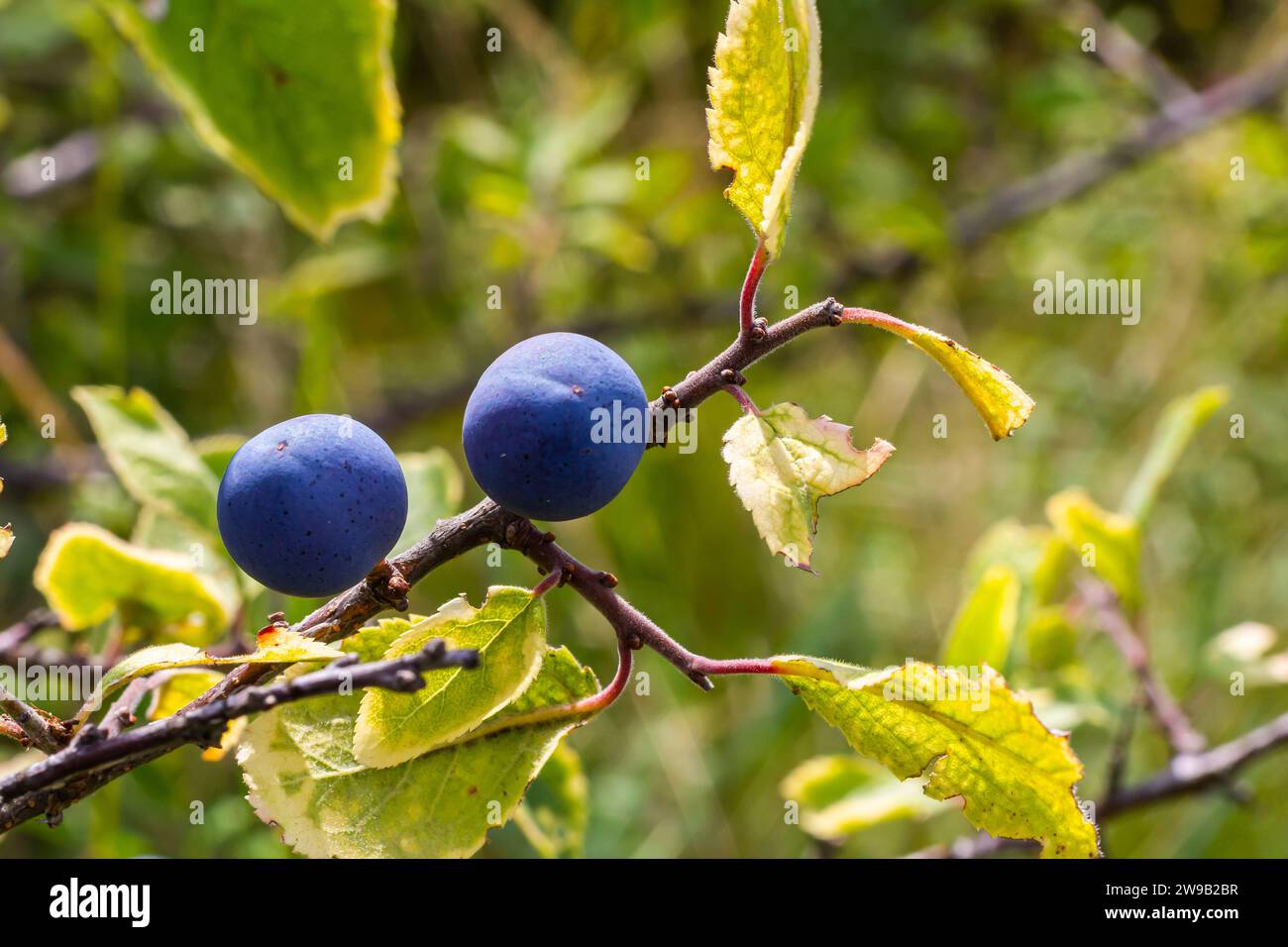 Blackthorn Prunus spinosa, also known as blackthorn Stock Photo - Alamy