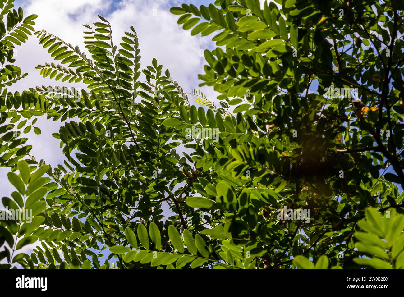 Robinia pseudoacacia, commonly known as black locust with seeds Stock ...