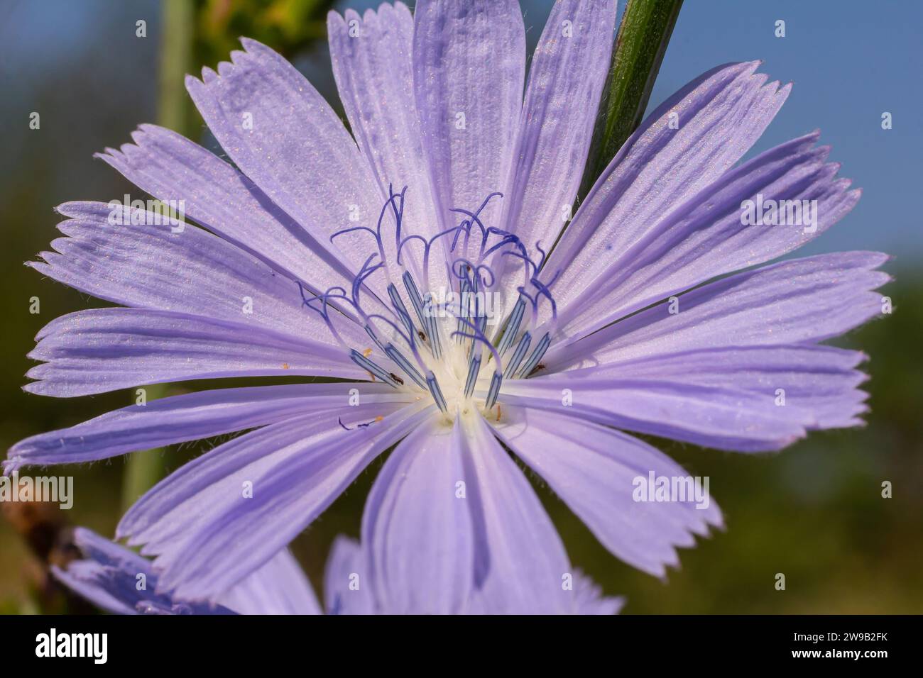 delicate blue flowers of chicory, plants with the Latin name Cichorium ...
