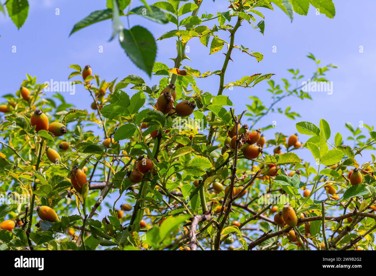 Red rose hips of dog rose. Rosa canina, commonly known as the dog rose ...
