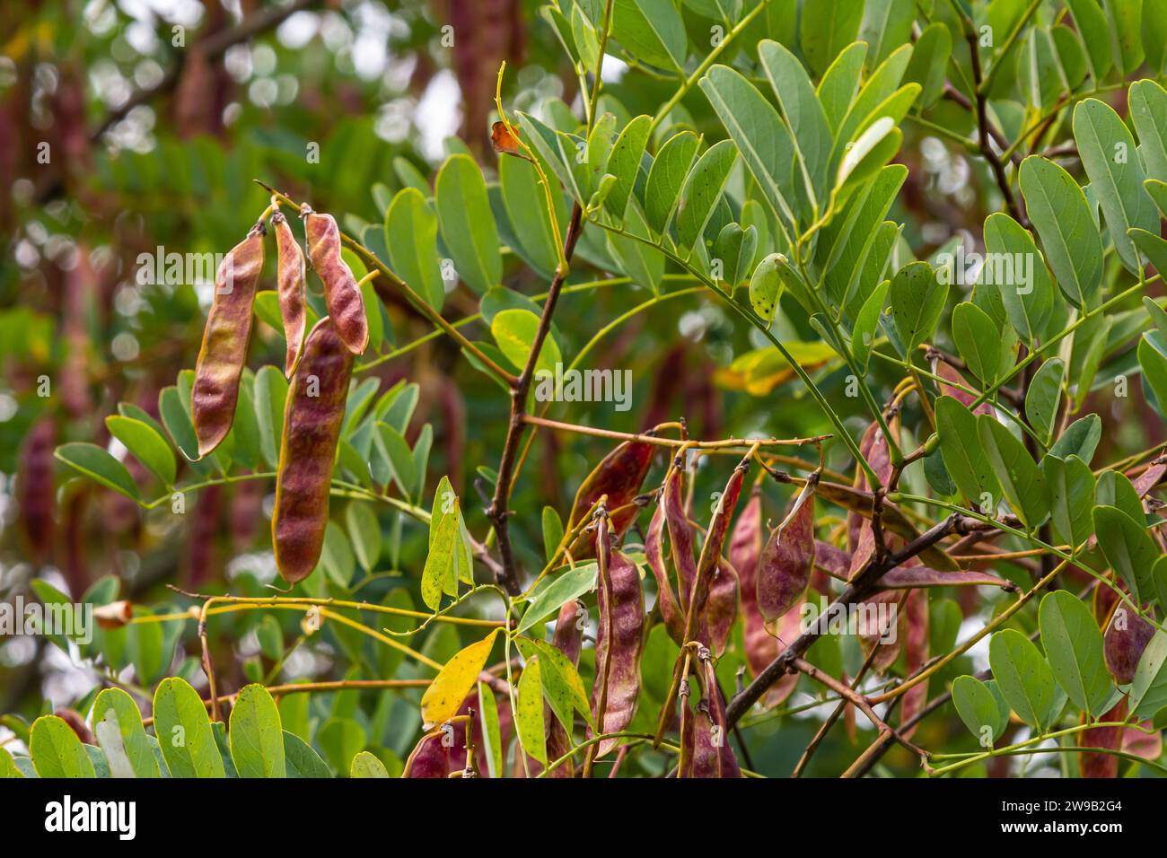 Robinia pseudoacacia, commonly known as black locust with seeds Stock ...