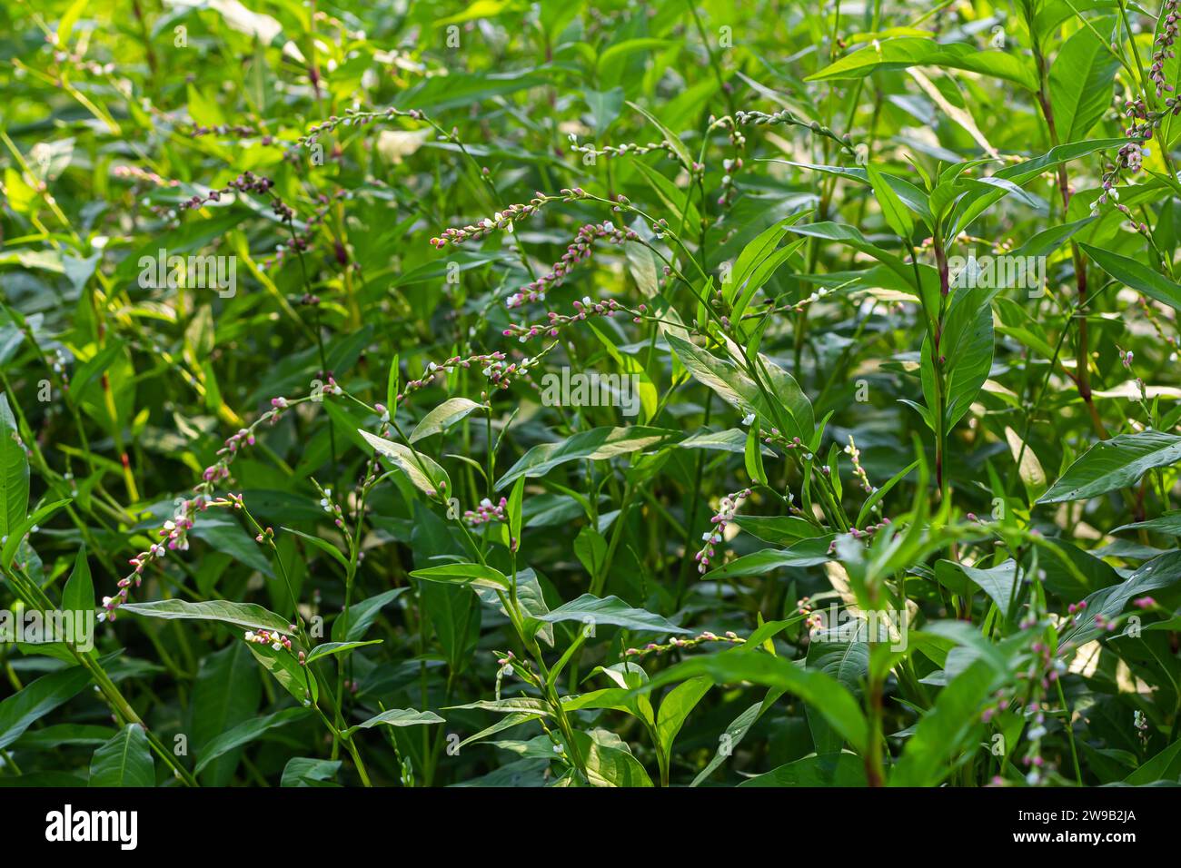 Weed Persicaria lapathifolia grows in a field among agricultural crops ...
