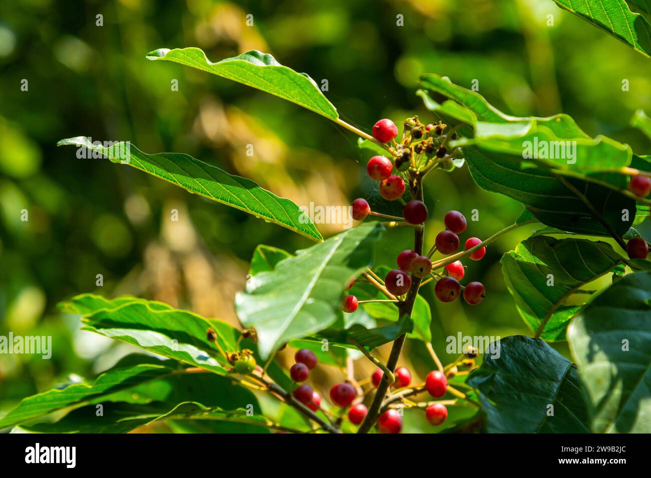 Branches of Frangula alnus with black and red berries. Fruits of ...