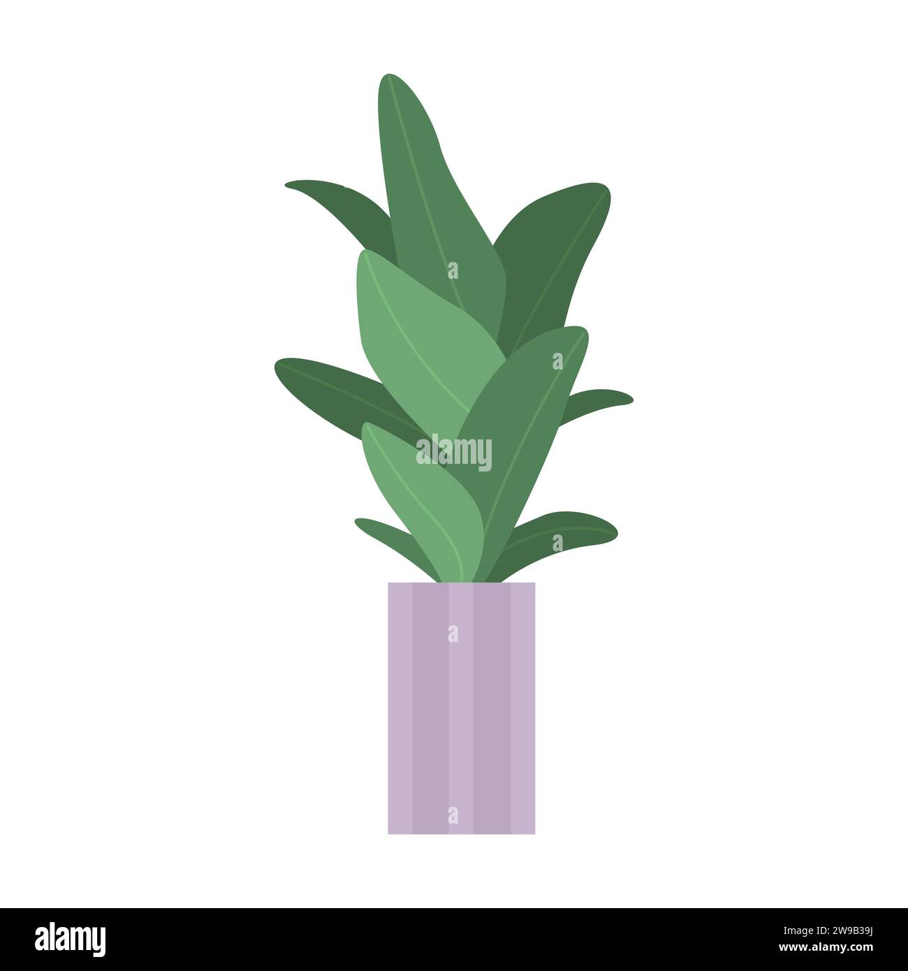 Green indoor houseplant. Decorative botanicals plant in pot, greenery ...