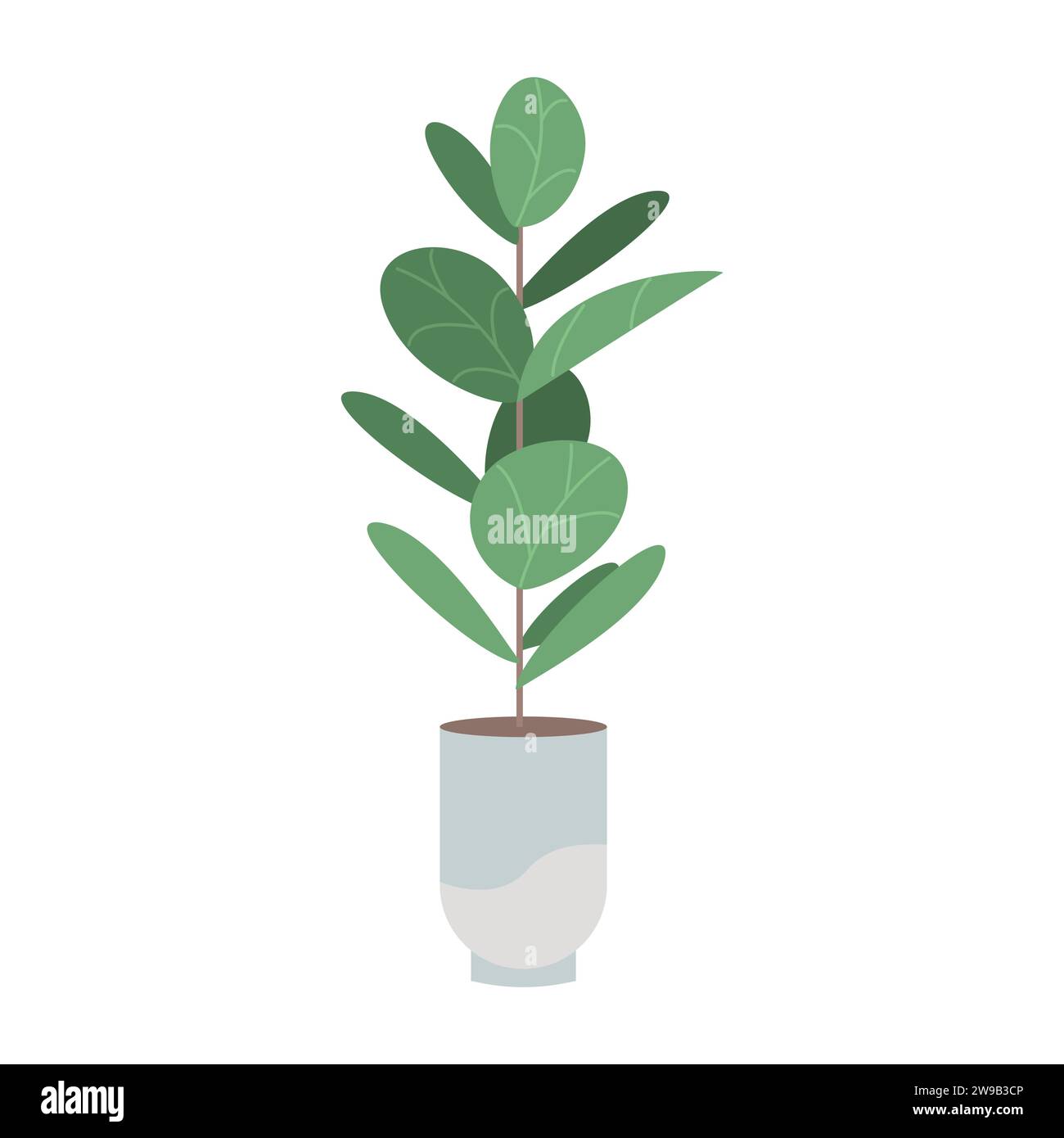 Potted houseplant for interior. Indoor decorative botanical plant in ...