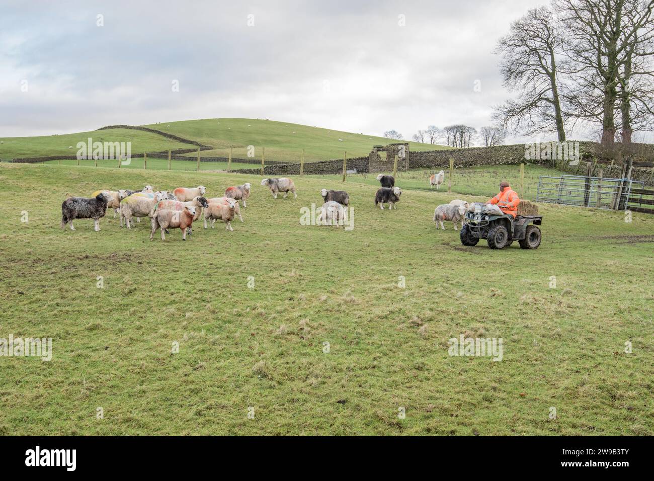 Smaller scale sheep farming hi-res stock photography and images - Alamy