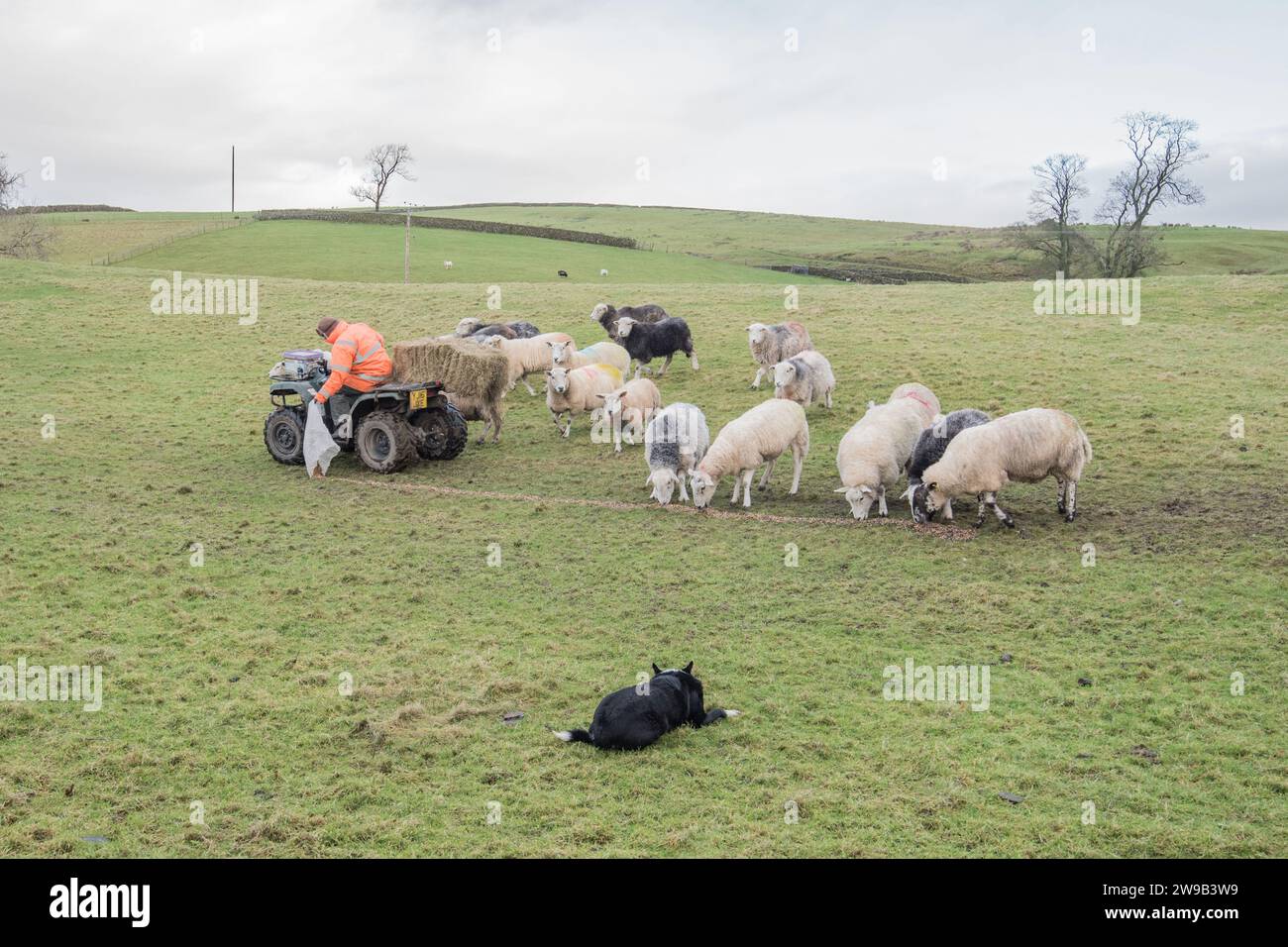 Smaller scale sheep farming hi-res stock photography and images - Alamy