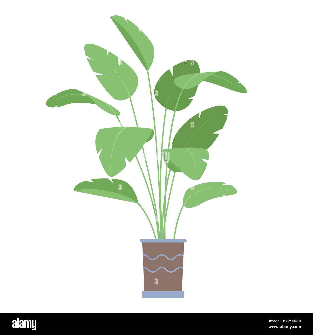 Indoor botanical houseplant. Greenery interior decoration, botany plant ...