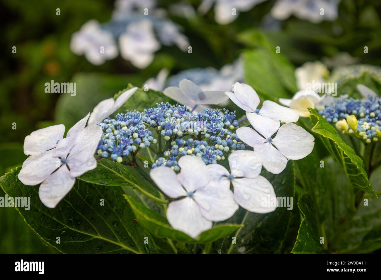 Hortensia, typical flower of the Azorean Islands on Faial Stock Photo ...