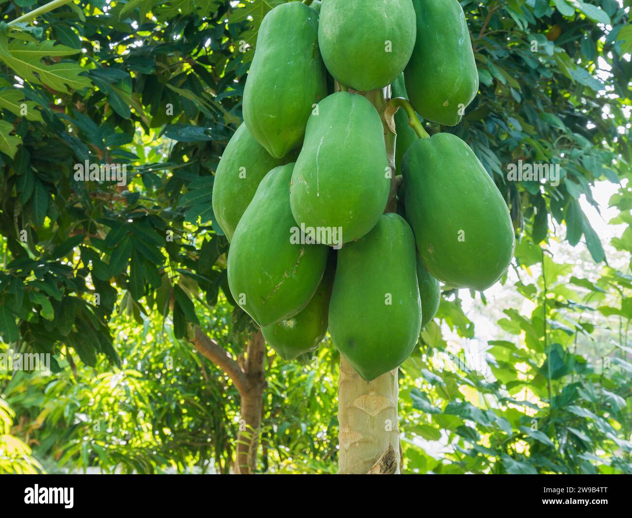 Green papaya fruits hi-res stock photography and images - Alamy