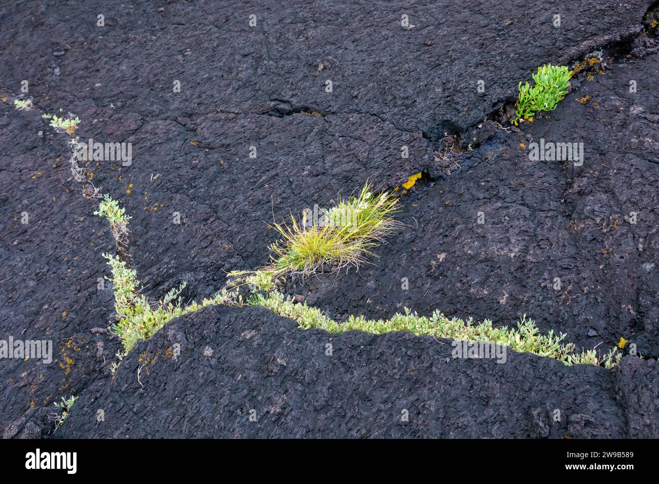 Grass growing in the slit of a lava rock on the island of Pico, Azores ...