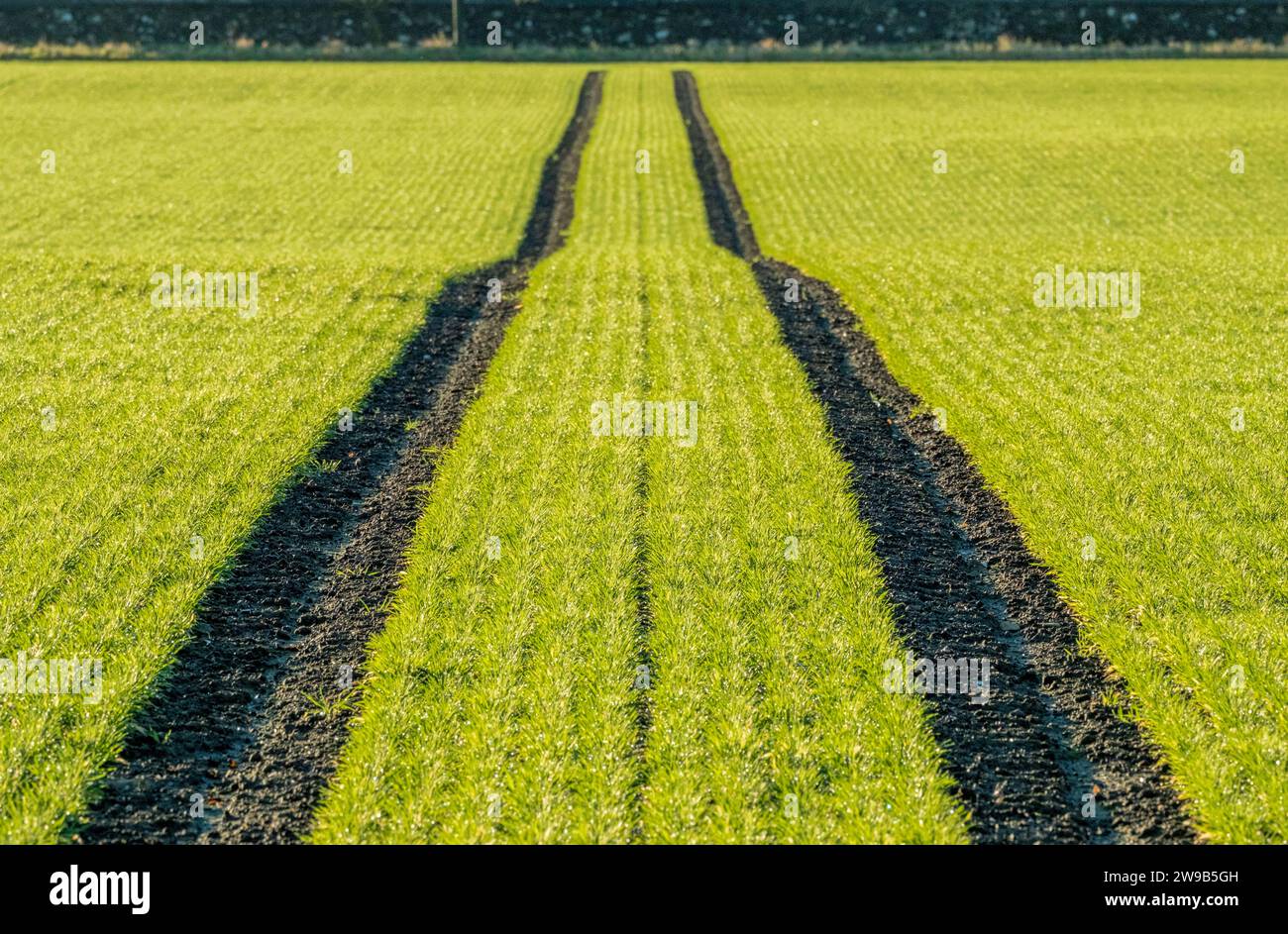 Tractor tracks in a cultivated field with a spring crop, West Lothian ...