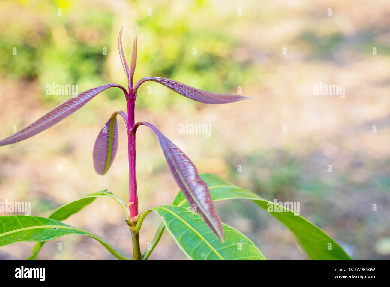 Maprang or Marian Plum or Plum Mango tree growth in the garden Stock ...